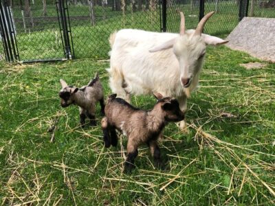 Meat Goat Breeds: A Comparison - Goat Journal